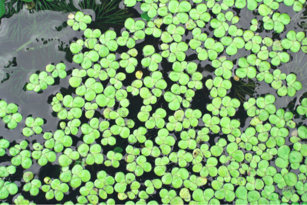 What Is Mankai Duckweed? | Benefits & How to Use